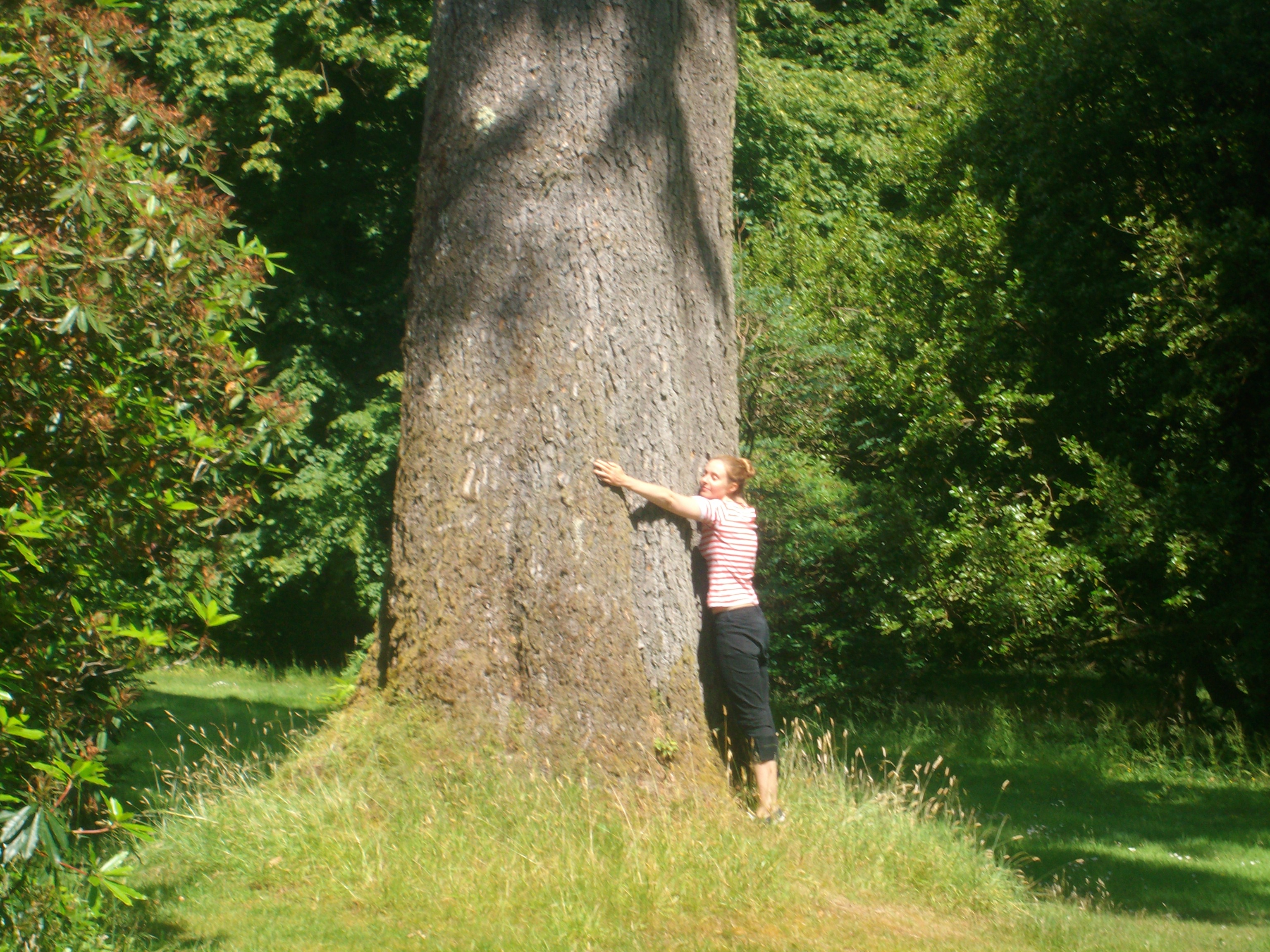 The Way Through the Woods’s ‘Top Ten of Tree Hugging!’ | The Way ...